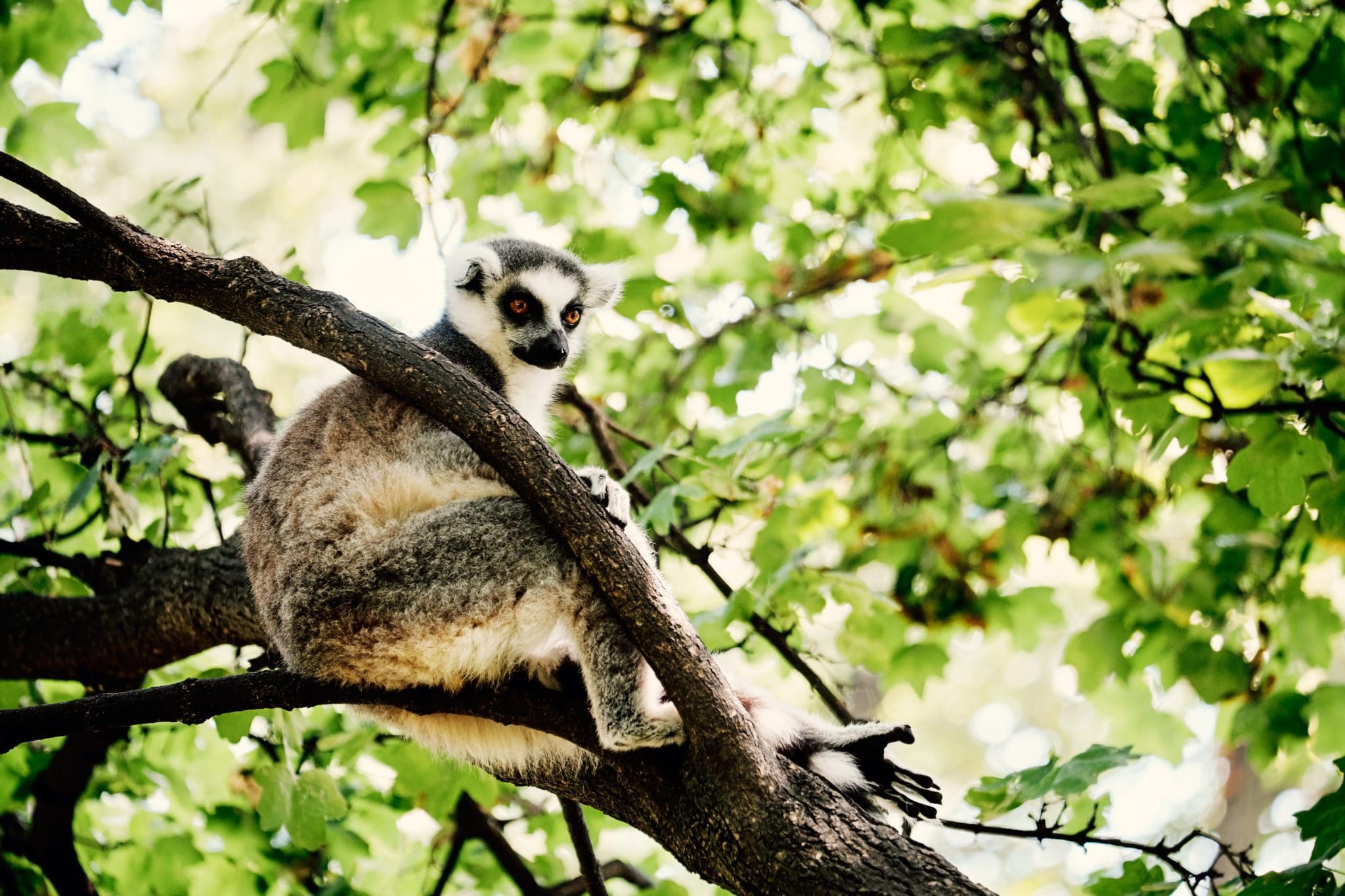 Lemurs in Andasibe National Park, Madagascar | ProPartners