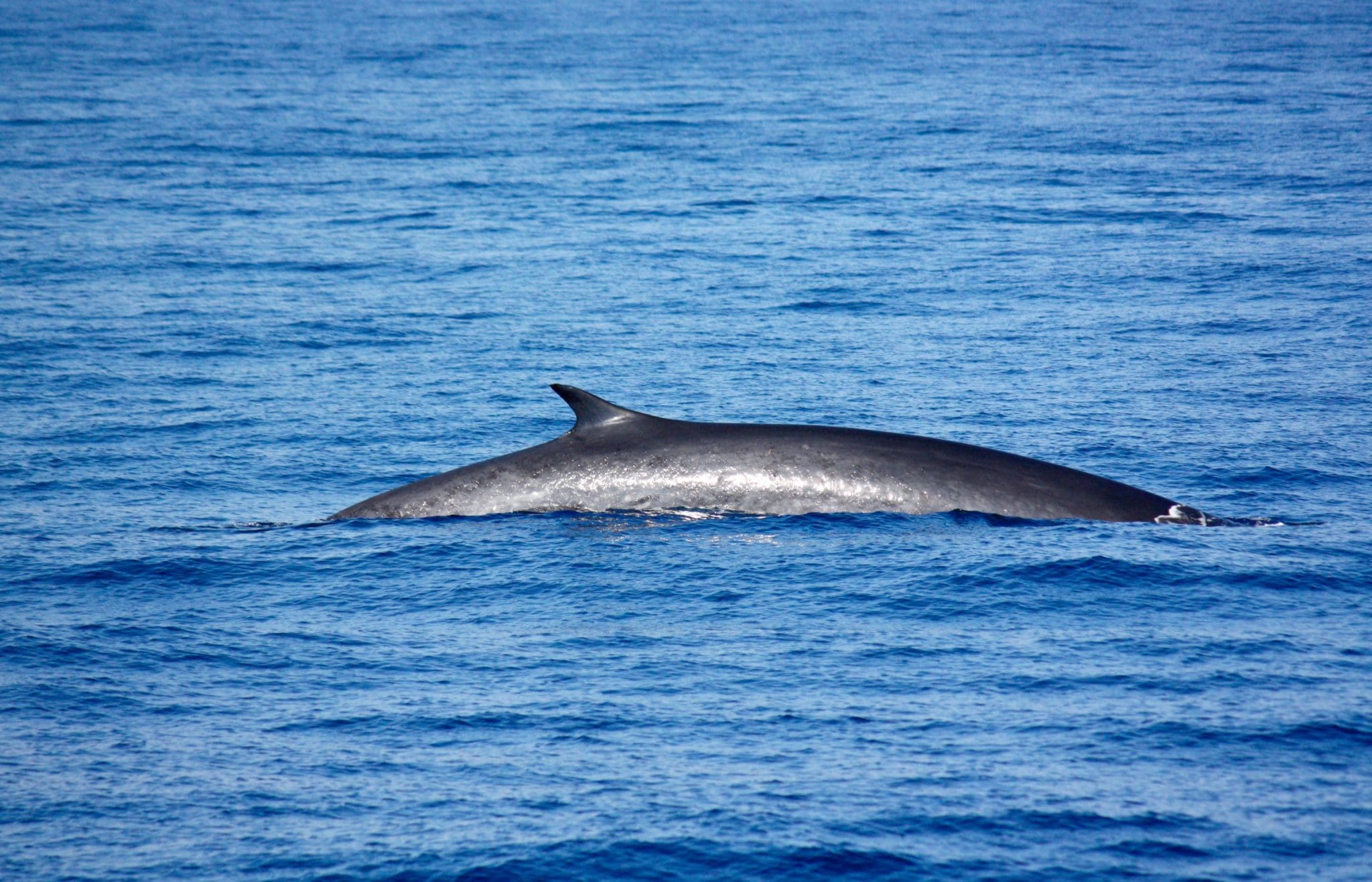 Explore the Pelagos Sanctuary in France, Italy, and Sardinia